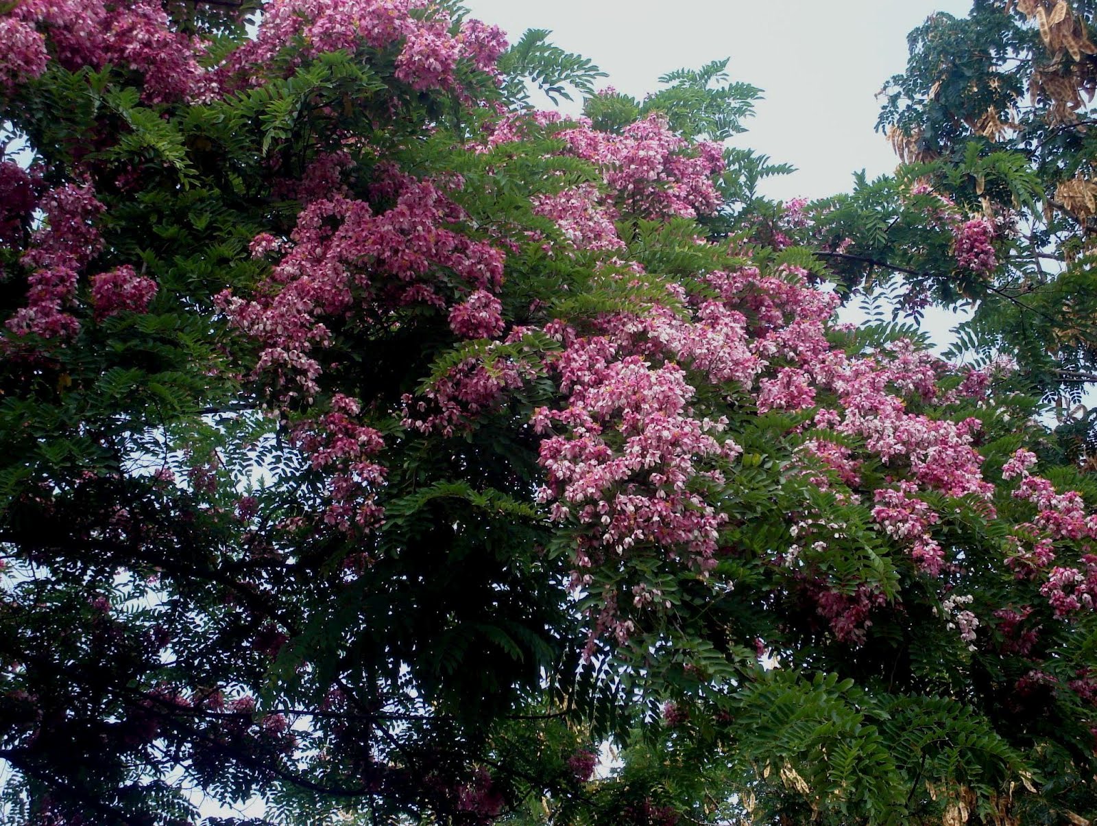 Caliandra do Cerrado: Cássia rosa