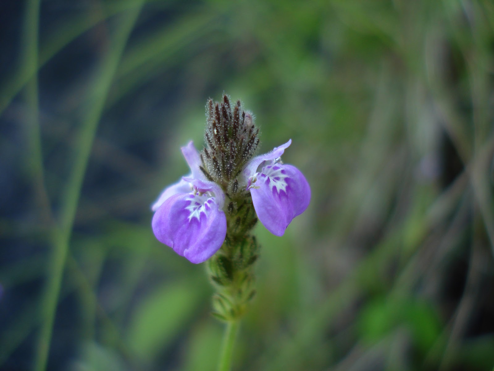 flowers and flowers