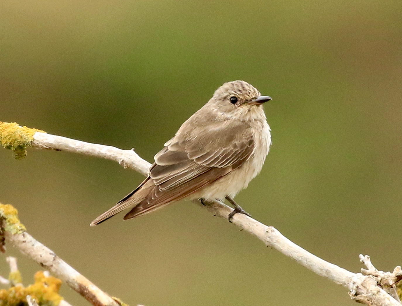 Landguard Bird Observatory Recent Sightings: Friday 6th September 2019