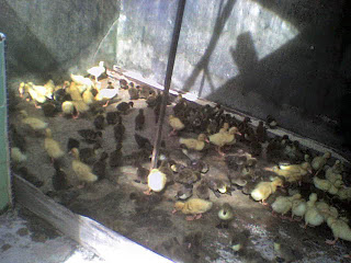 Mahat Terhebat Farm: Penternakan Itik Muscovy / Itik Nila / Itik Serati