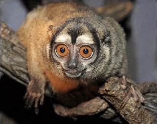 Night Monkey - World Trends