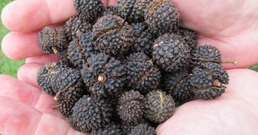 MANUAIS DE CULTIVO - PLANTAMUNDO: Mutamba - Guazuma ulmifolia