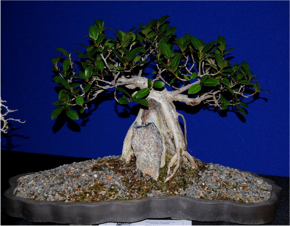 LENNARD'S BONSAI BEGINNINGS.: Root over rock Ficus.