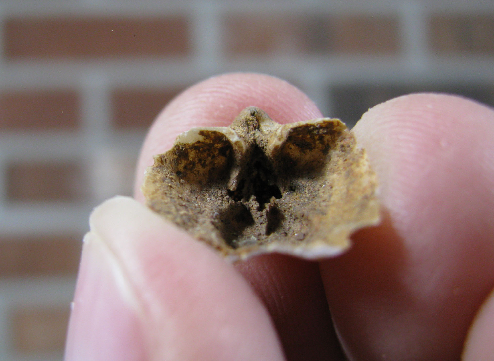 Views of the Mahantango: 2020