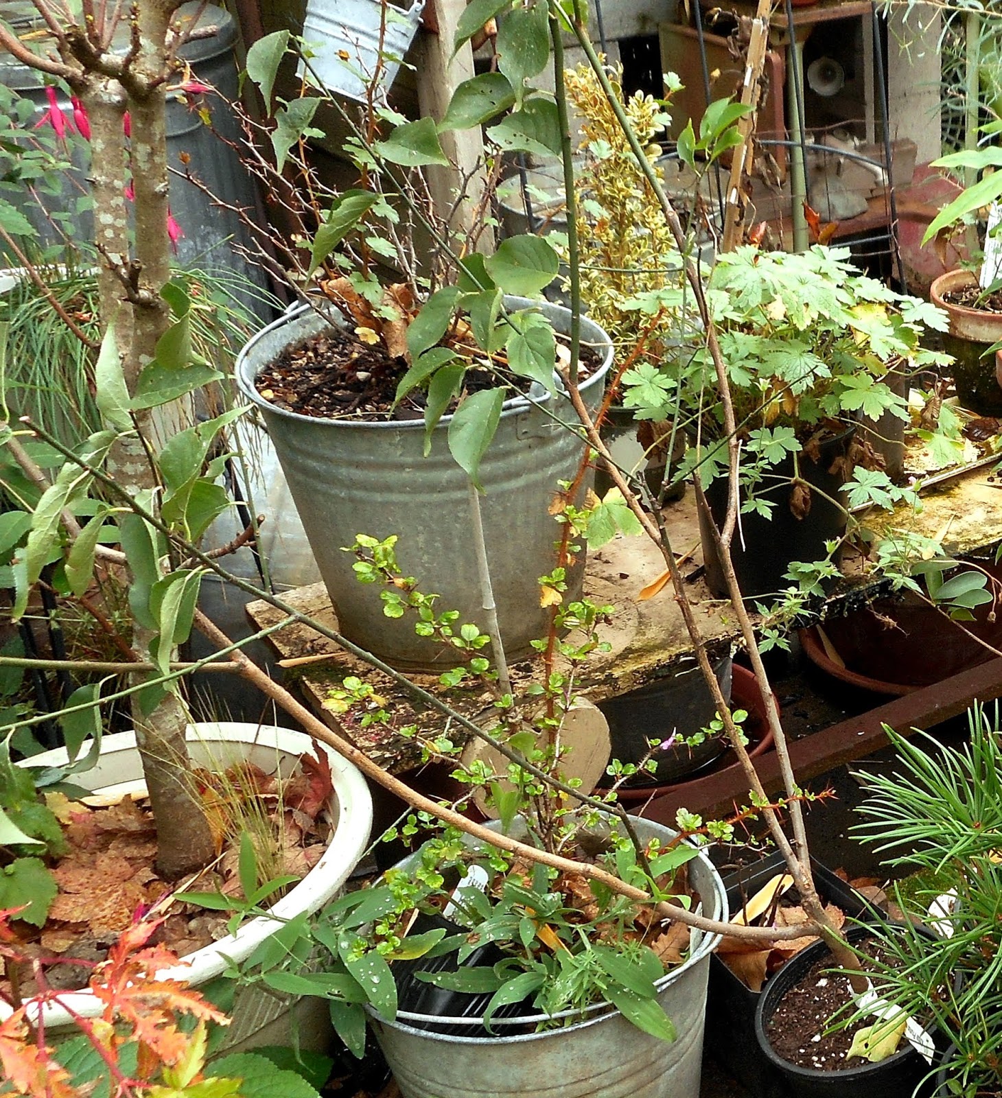 Gardening With Grace: Plant of the Week: Prunus mume 'Kobai'