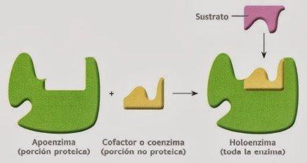Apuntes de Bioquímica: Enzimas (II).Cofactores, coenzimas y vitaminas