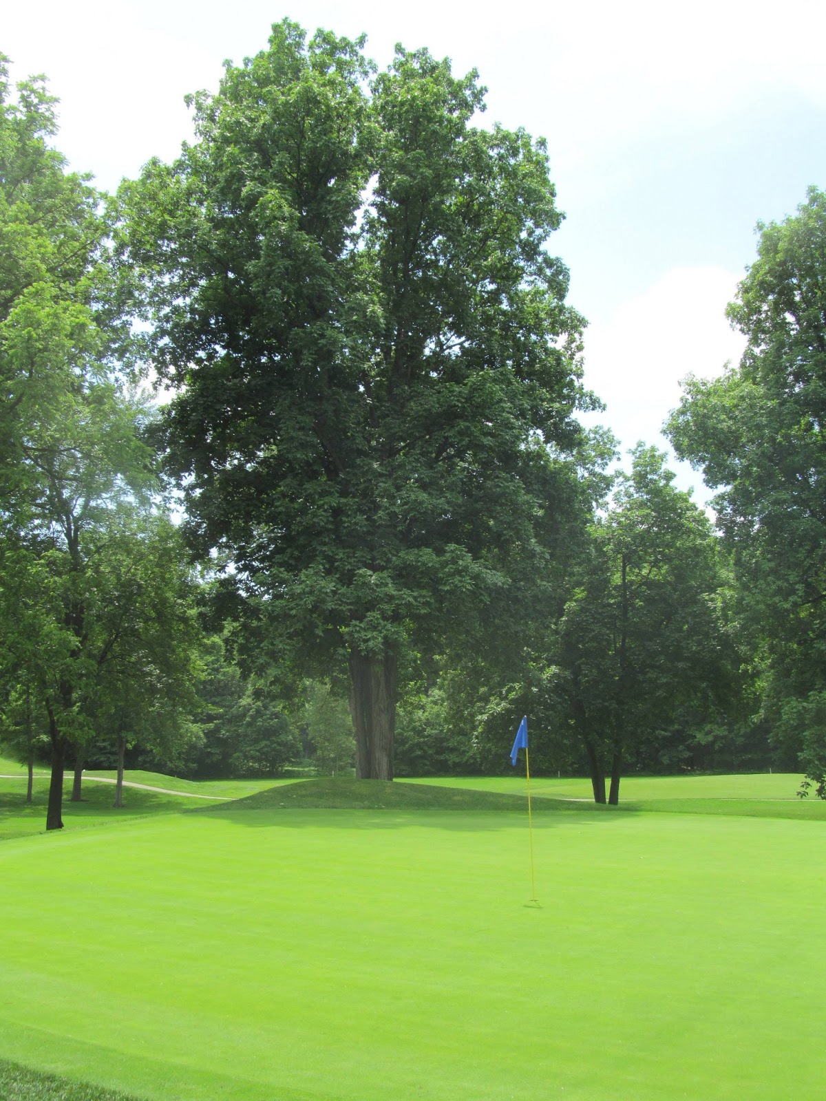 Meadowbrook Country Club Golf Course Maintenance Tree Inventory And Assessment meadowbrook-country-club-golf-course-maintenance-tree-inventory-and-assessment