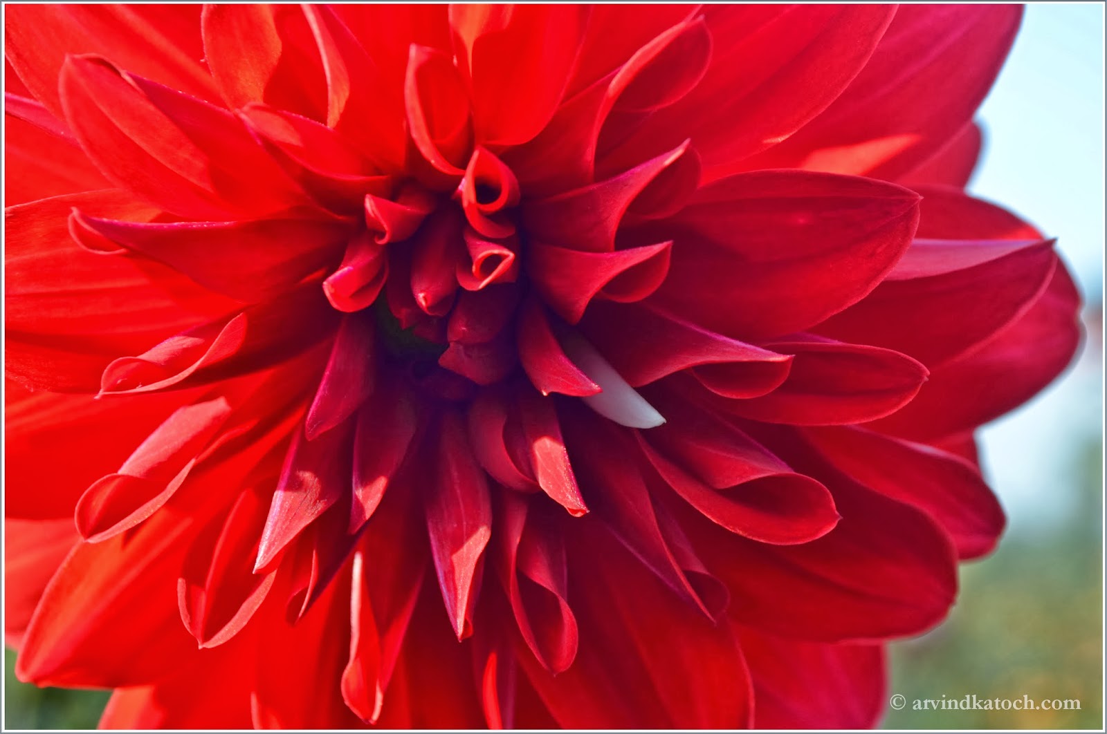 Arvind Katoch Photography : October 2013