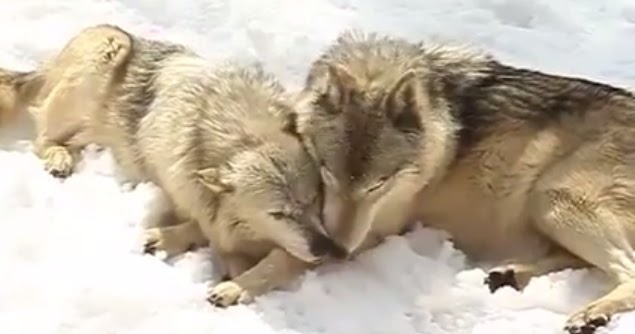 White Wolf : Two Wolves Love Each Other So Much They Can't Stop Cuddling