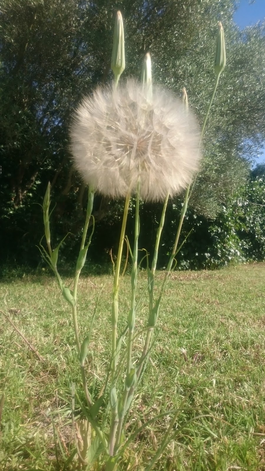 El Huerto de Jose Antonio: La hibridación en nuestros cultivos.