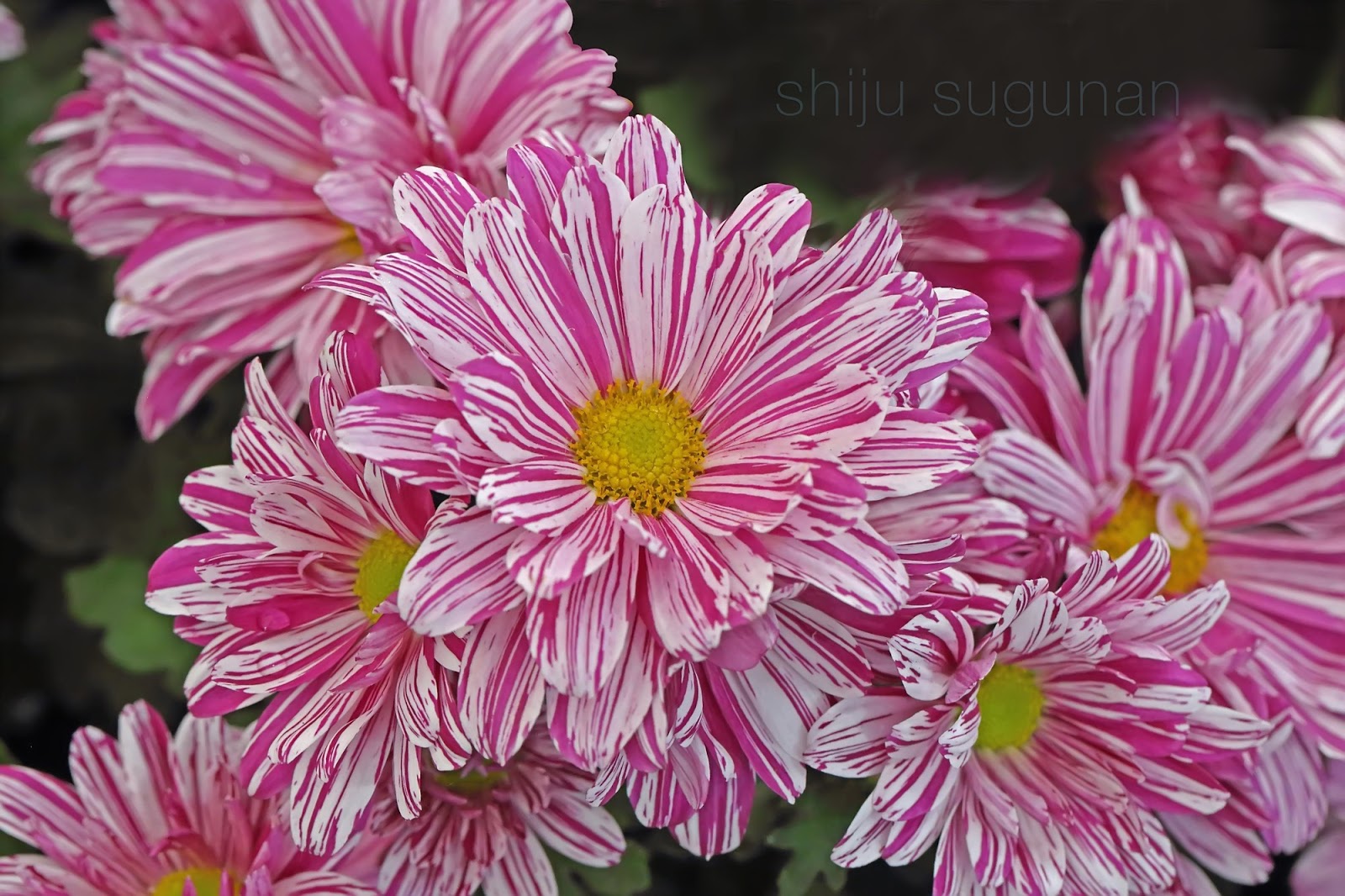 Cranium Bolts: Lalbagh flower show 2020