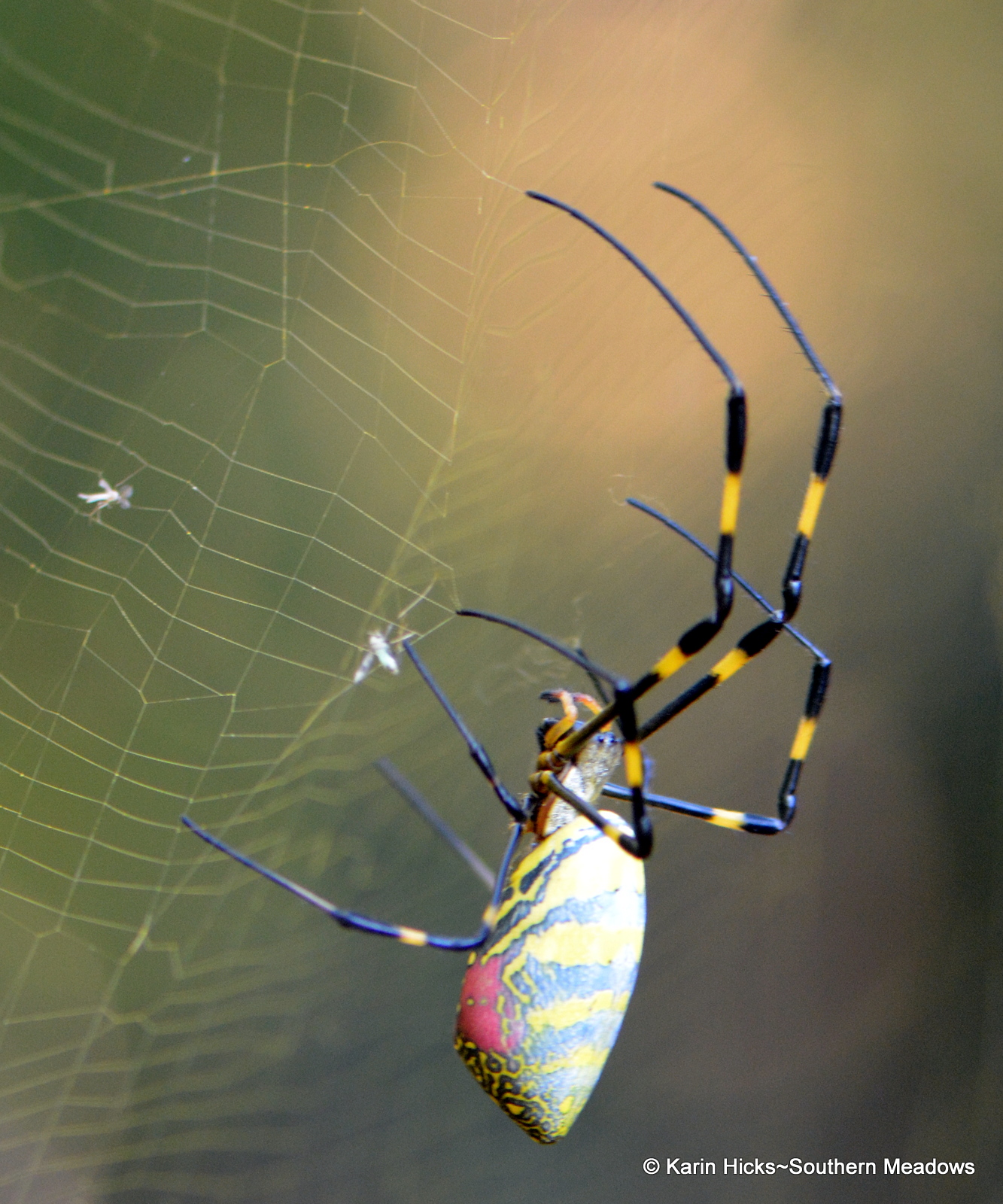 New Find: Joro Spider