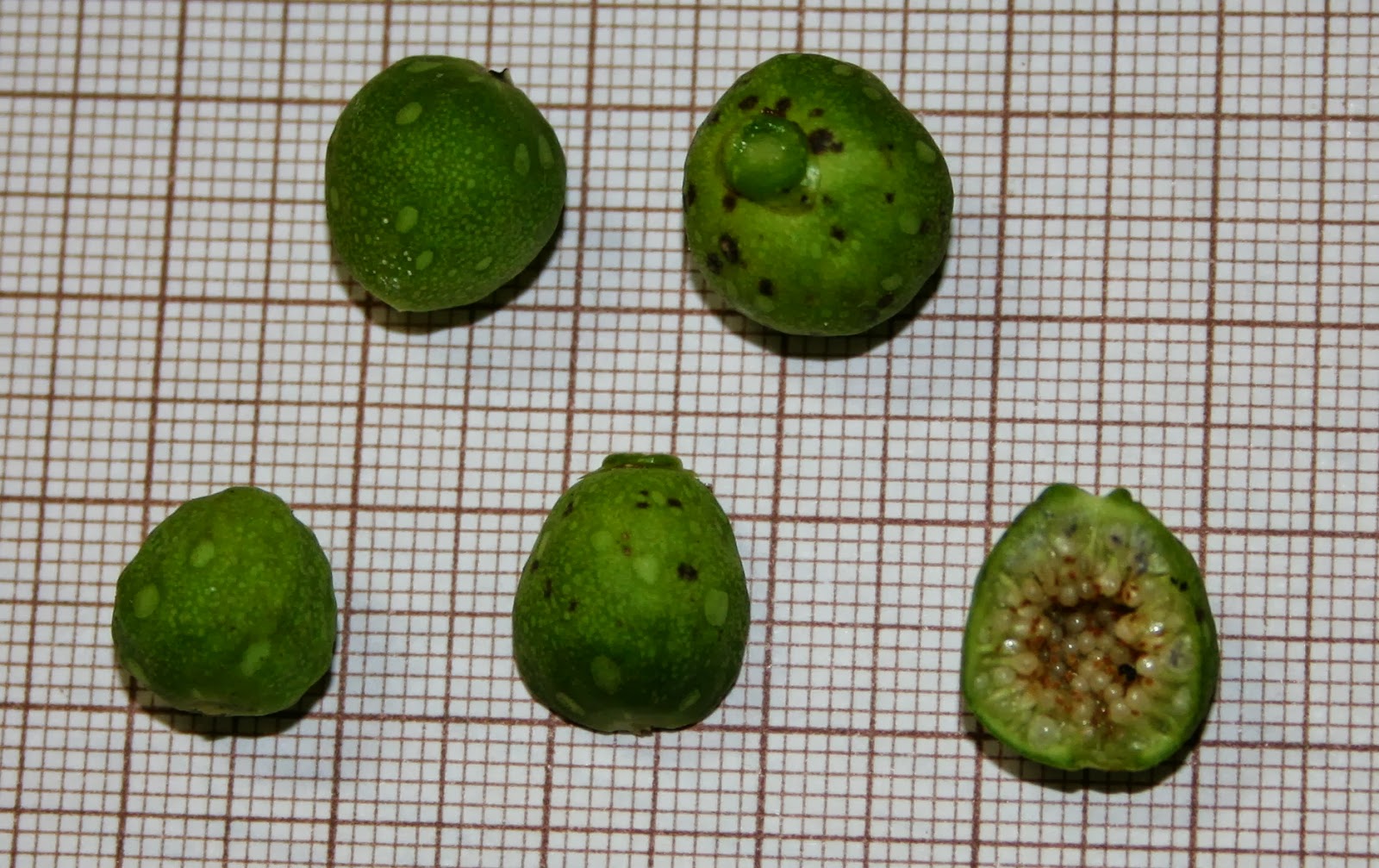 Bio Animal: Figueiras mata-pau