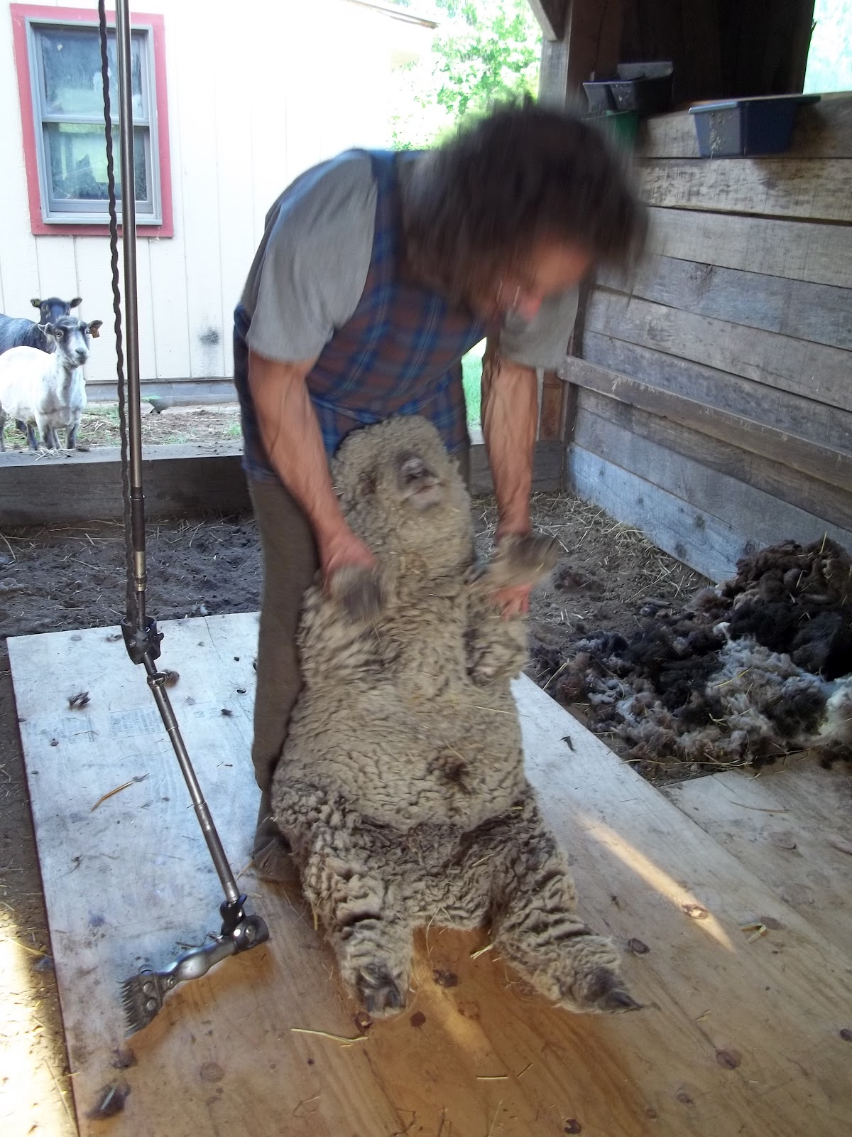 Spinners End Farm: Sheep Shearing Day