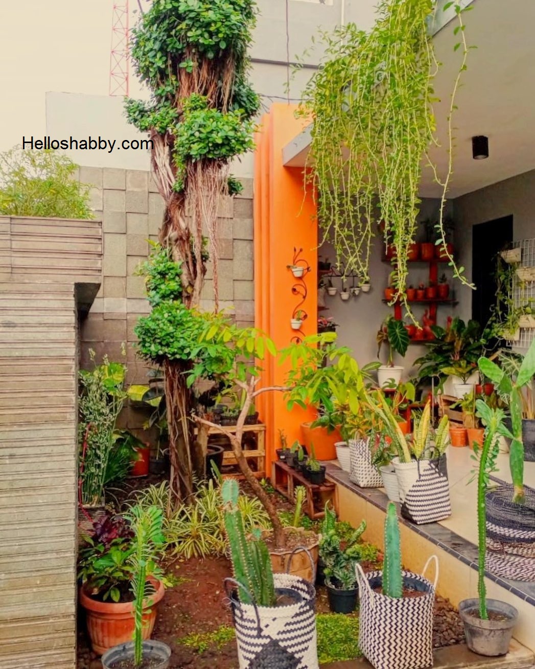 Inspirasi Tanaman Gantung di Teras Rumah Minimalis Sederhana ...