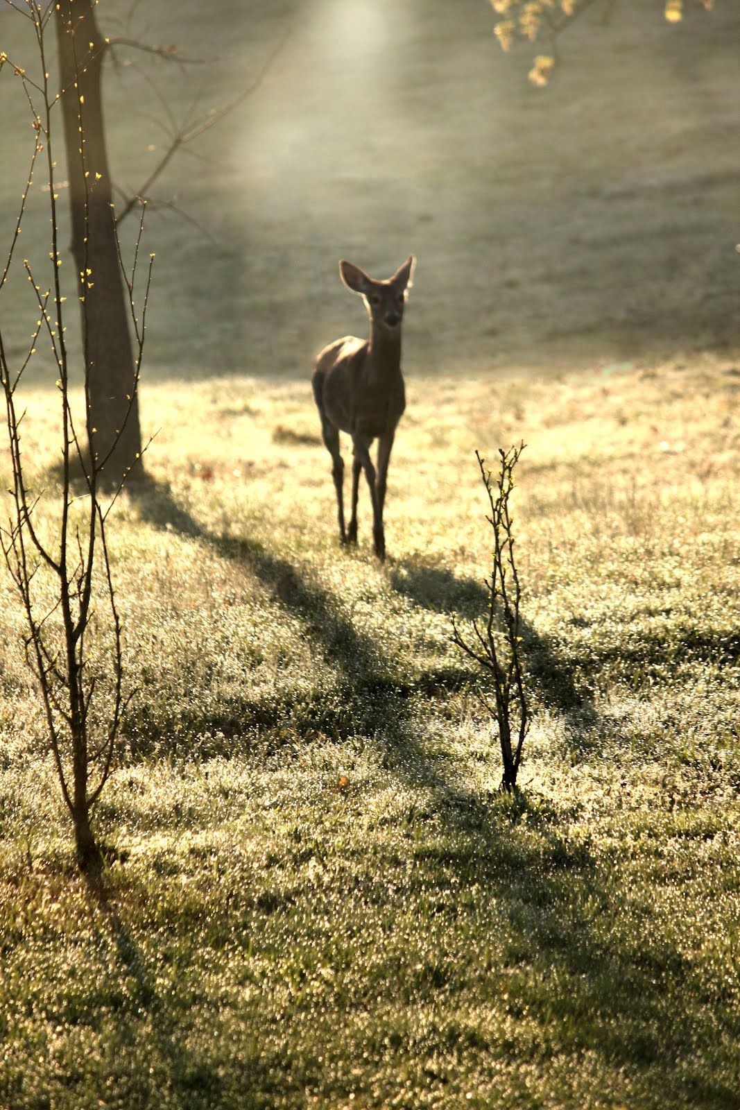 Round The Bend: Morning Deer In Shadows