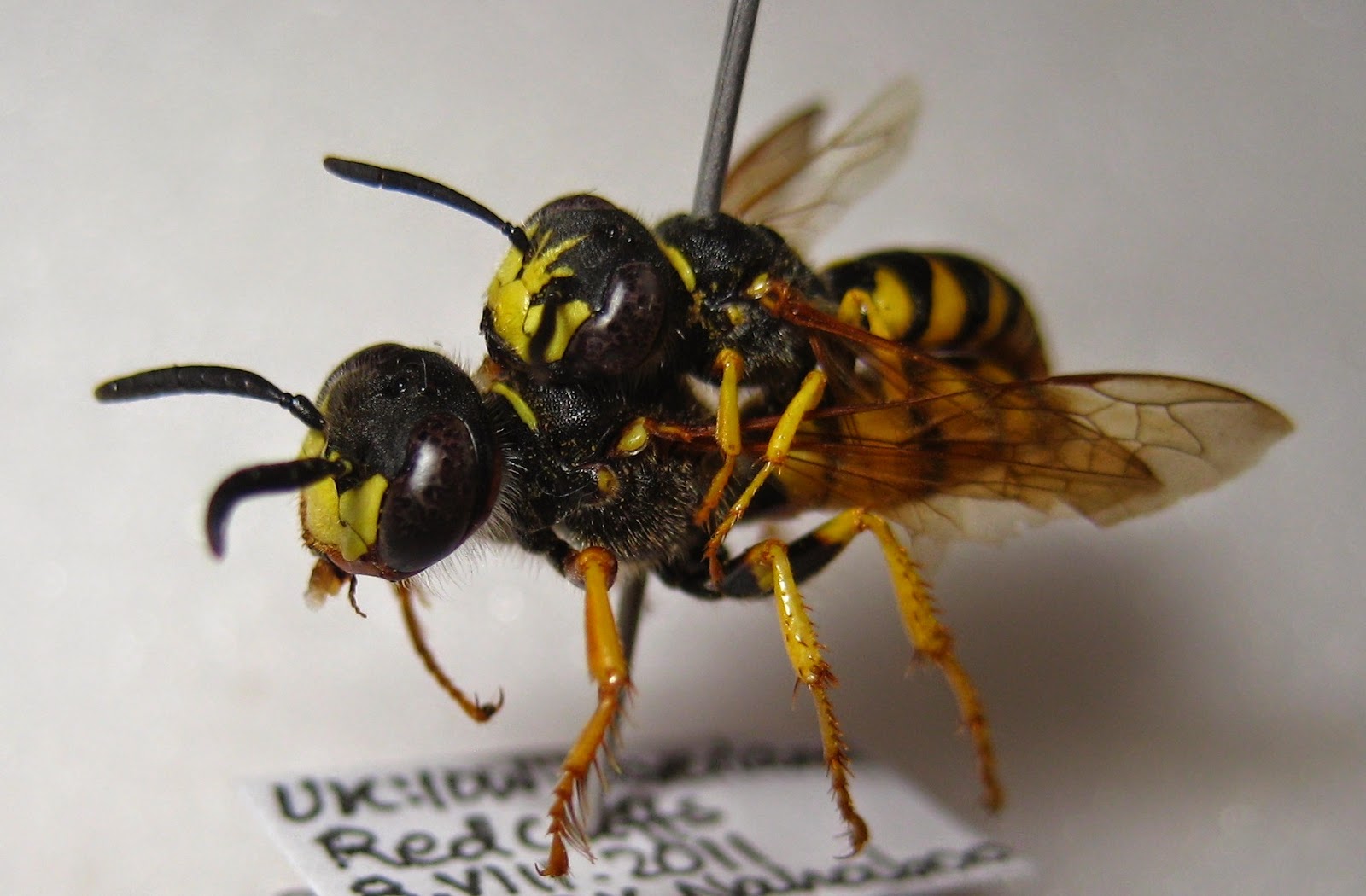 Insects of Britain: The Bee-Wolf