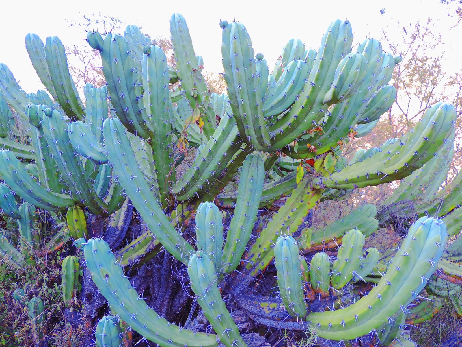 Las crónicas de El Viejo: 2019