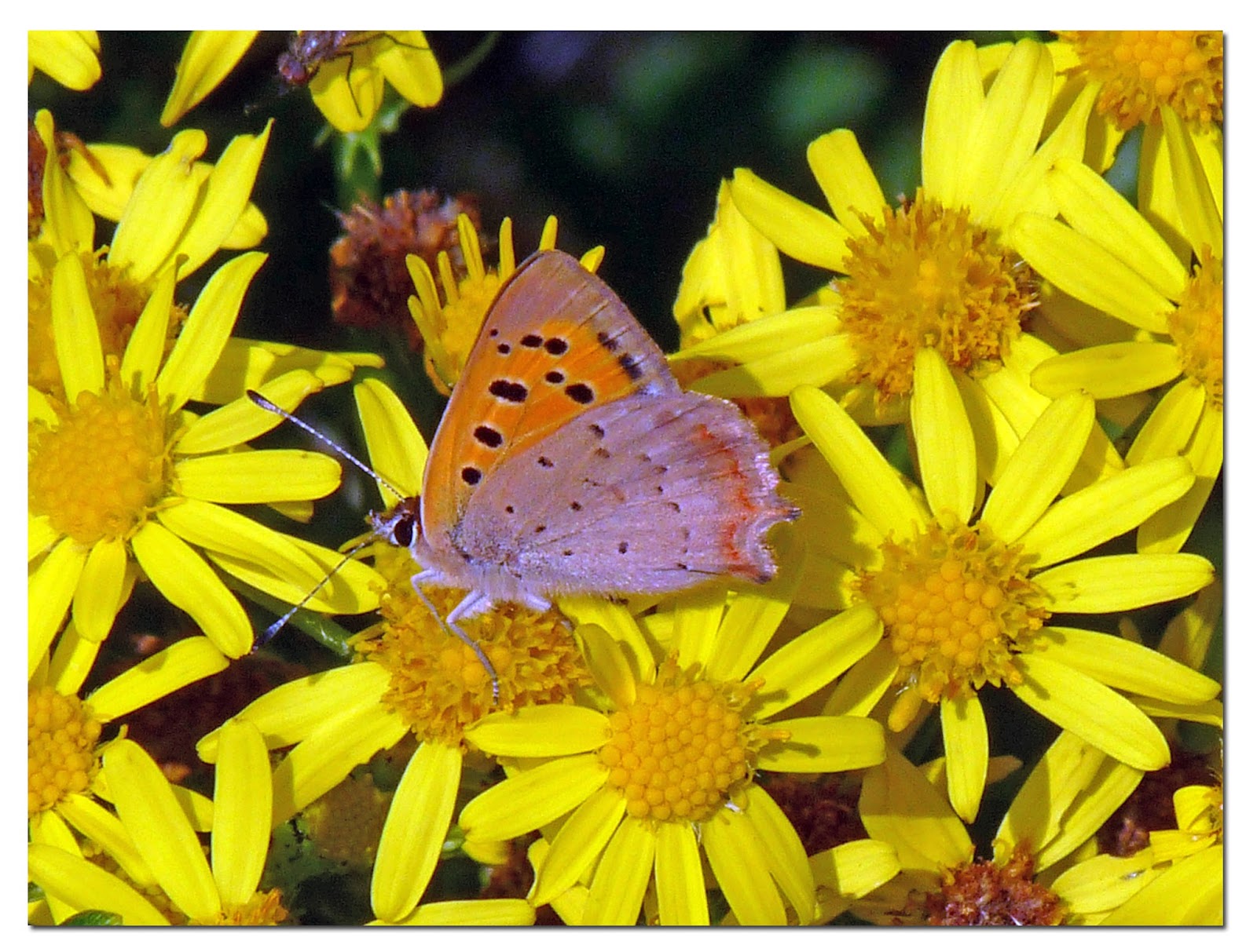 Wild and Wonderful: My Photos of (Largely UK) Butterfly Species