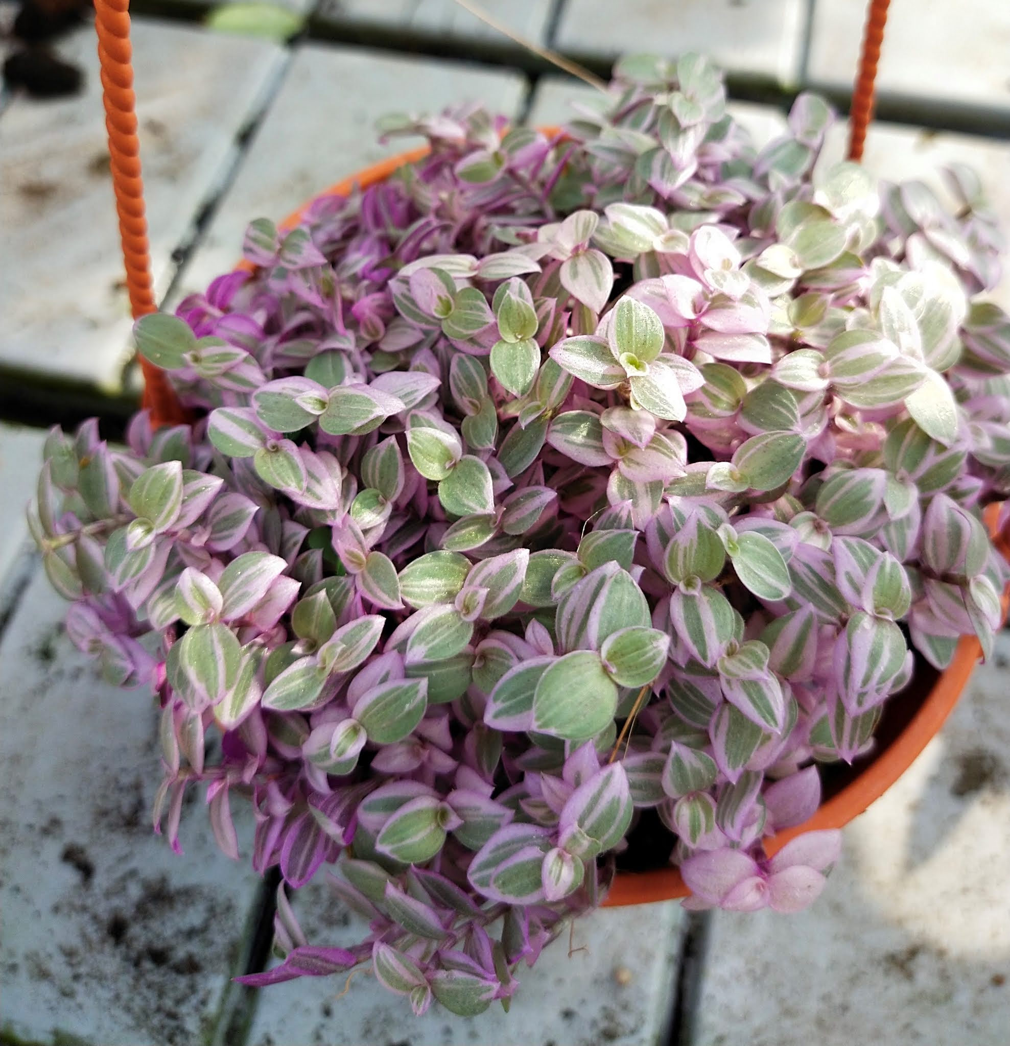 Garden Chronicles of James David: Callisia Repens 'Pink Lady'