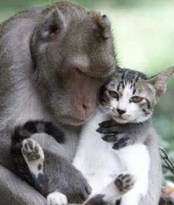 Omel Omelan: Baru aku tahu kucing dengan beruk/monyet boleh get along