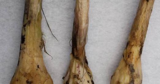 Garlic Bloat Nematode update