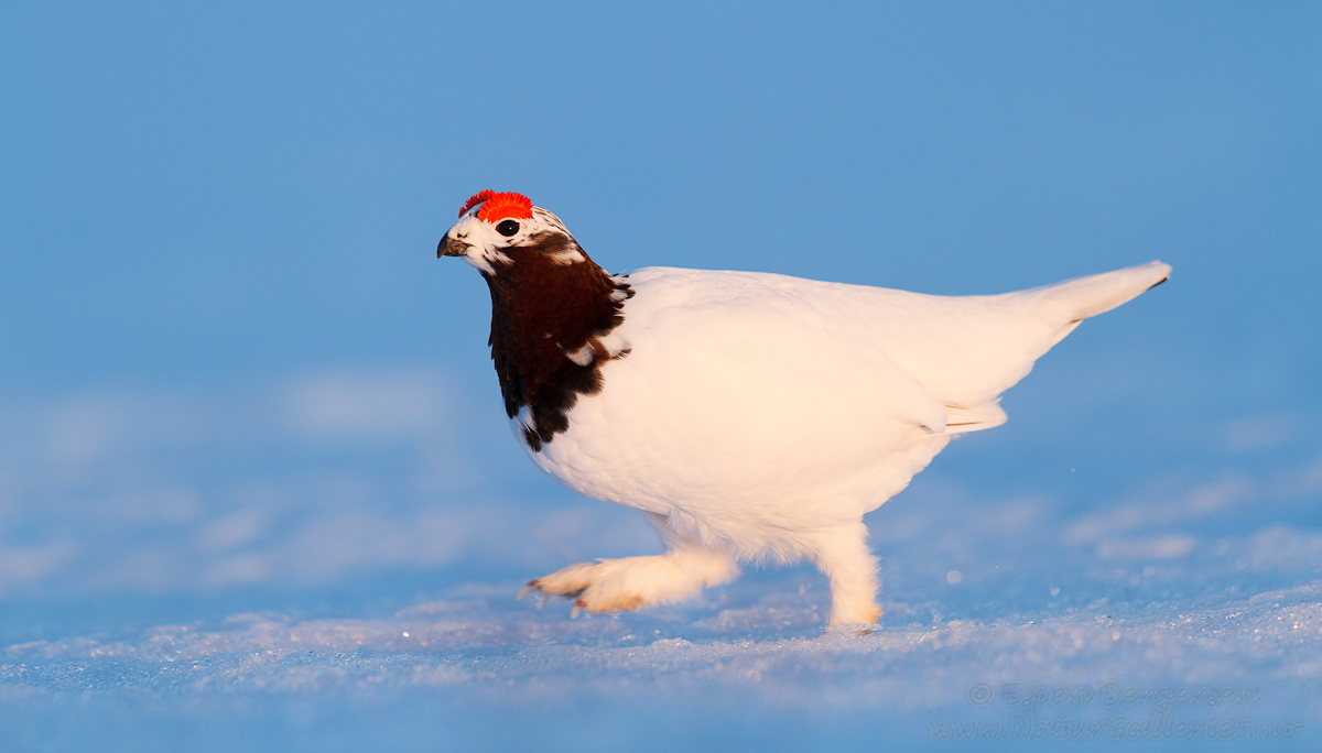 Naturgalleriet.no: Forhistoriske ryper