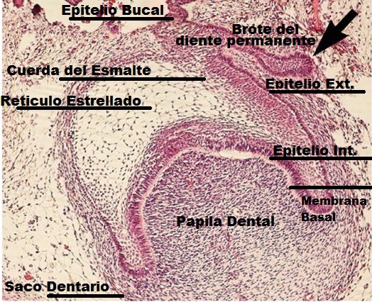 Odontologia a las carreras: EMBRIOLOGIA DENTARIA : formacion y ...