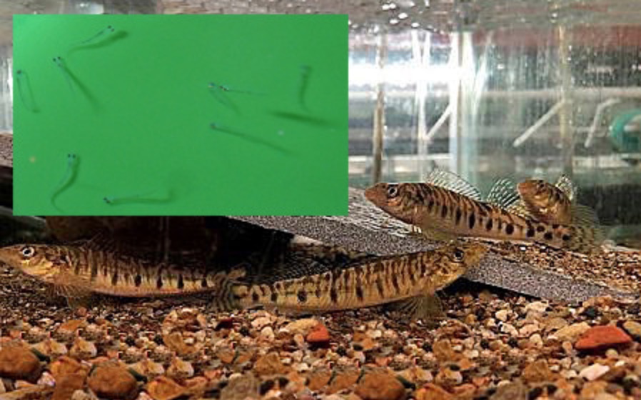 PA Environment Digest Blog: Penn State Researchers To Boost Endangered ...