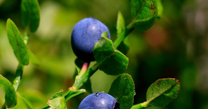 Vaccinium myrtillus L.