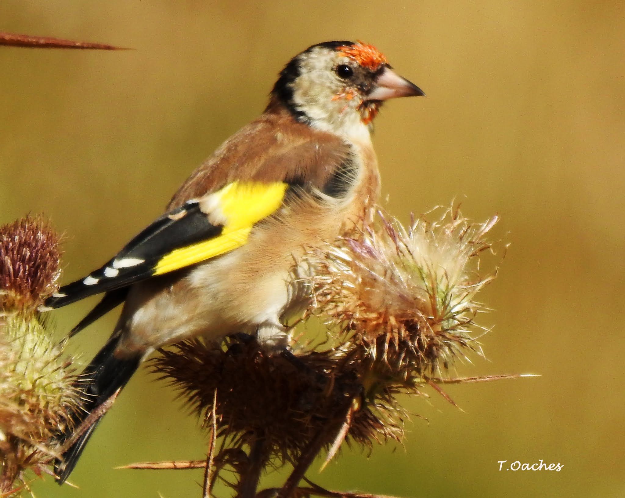 PASARI DIN ROMANIA: STICLETE(1), Carduelis carduelis