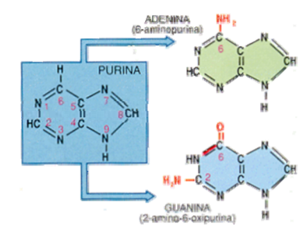 Los ácidos nucleidos: BASES PÚRICAS Y PIRIMIDÍNICAS