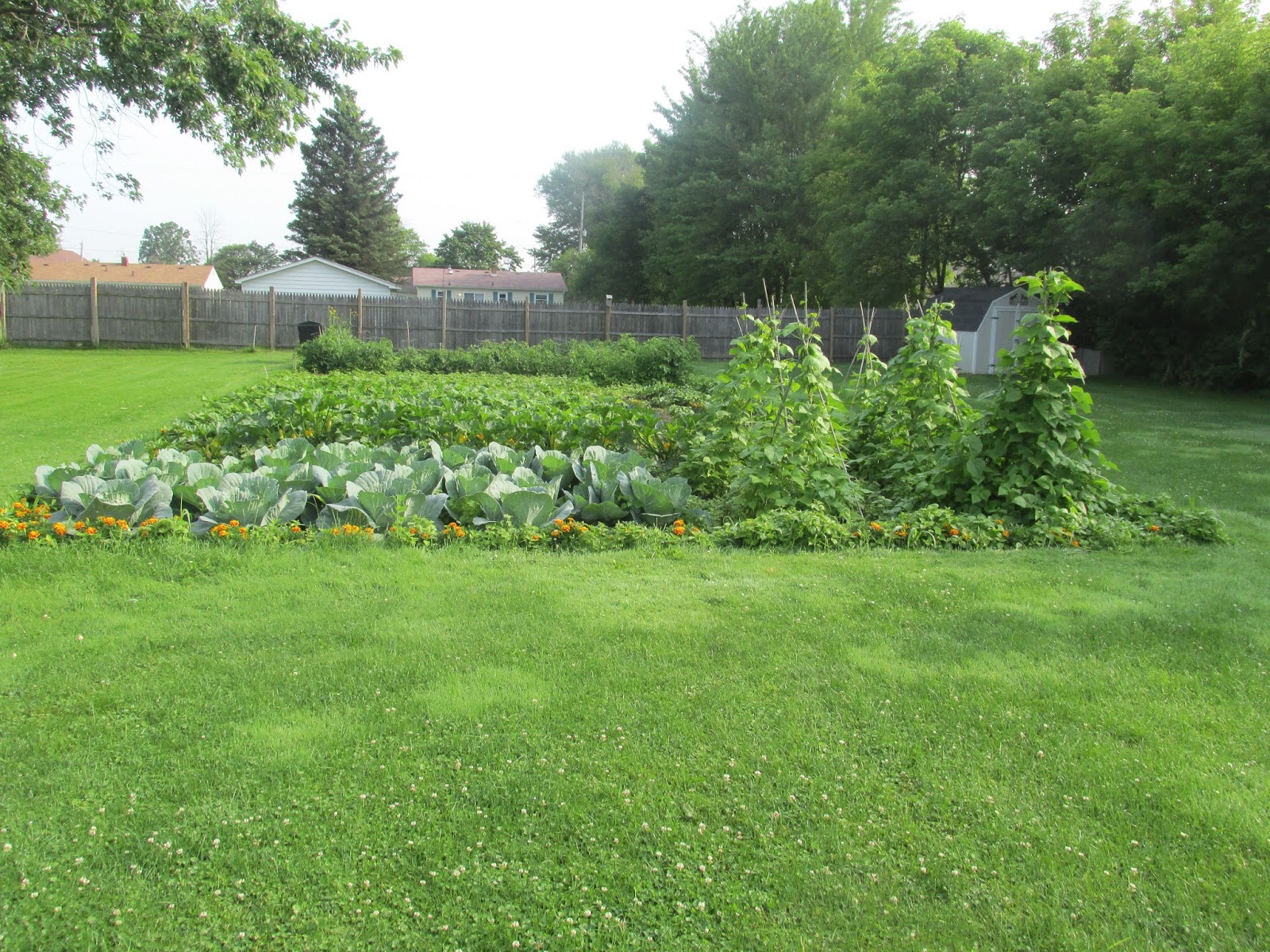 Vickie's Kitchen and Garden: Garden Update for 7/10/15: An Empty Spot ...