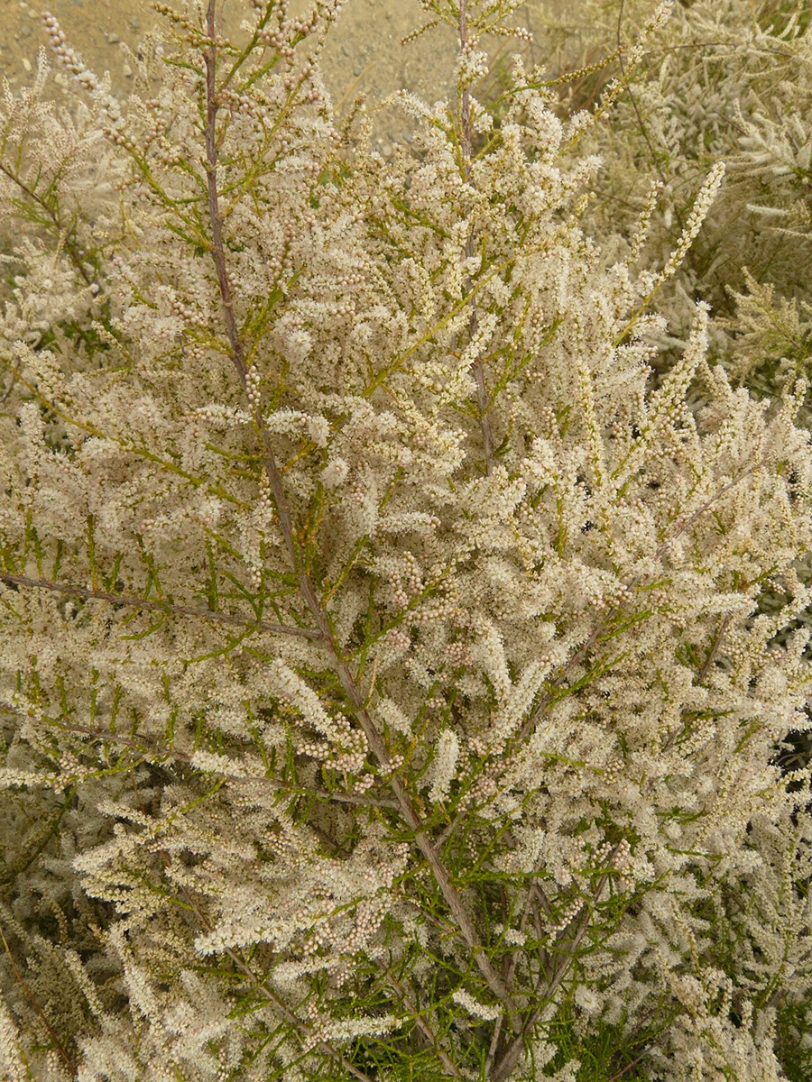 Á R B O L E S (T R E E S) y P A L M E R A S (P A L M S): Tamarix ...