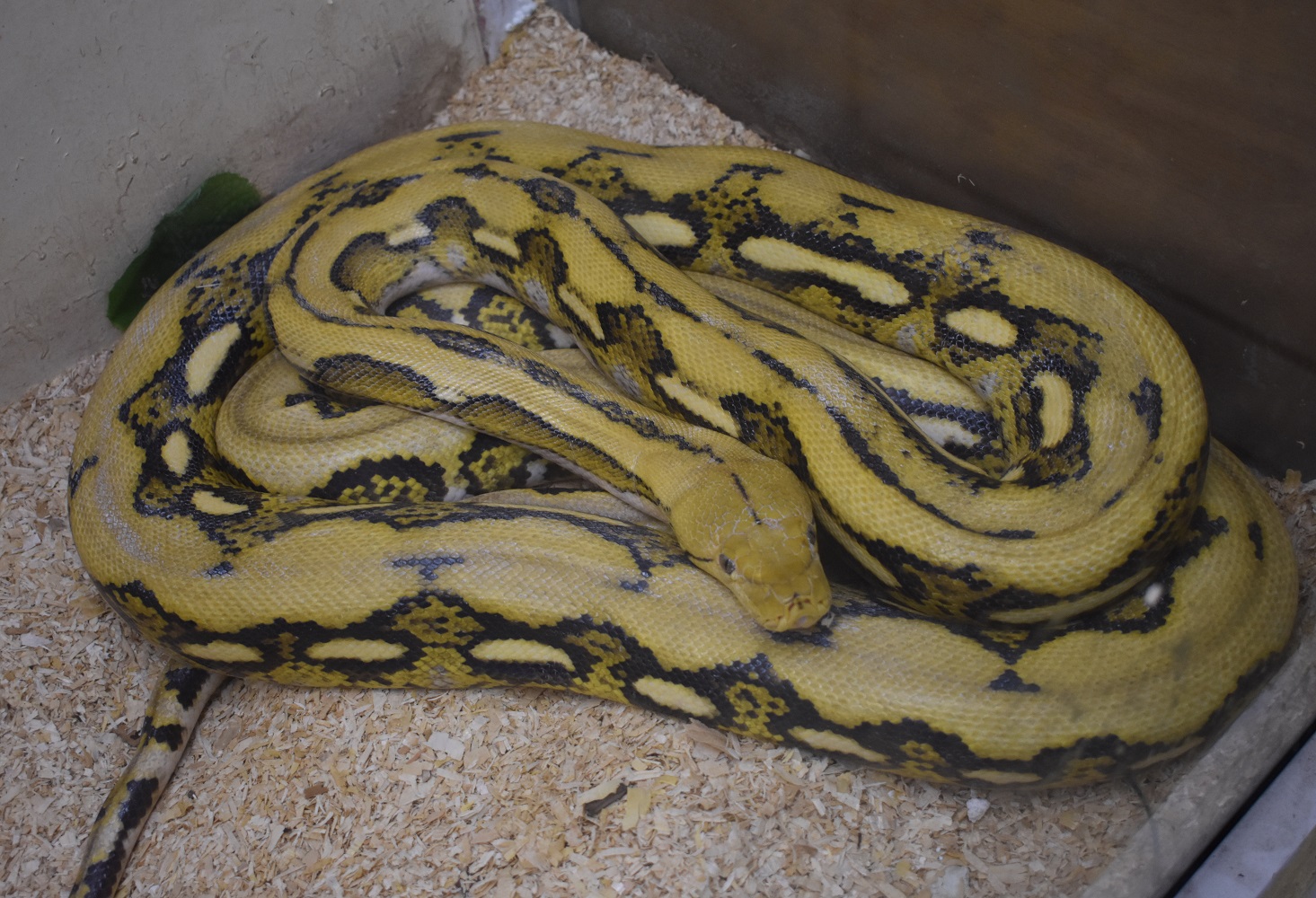 ZOOTOGRAFIANDO (6.100 ANIMALS): PITÓN RETICULADA / RETICULATED PYTHON ...