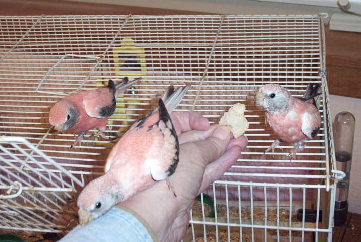 The Splendid Bourke Bird Blog: Recognizing Young Bourke Parakeets