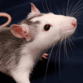 *Recetas para el Alma*: El ratón guía