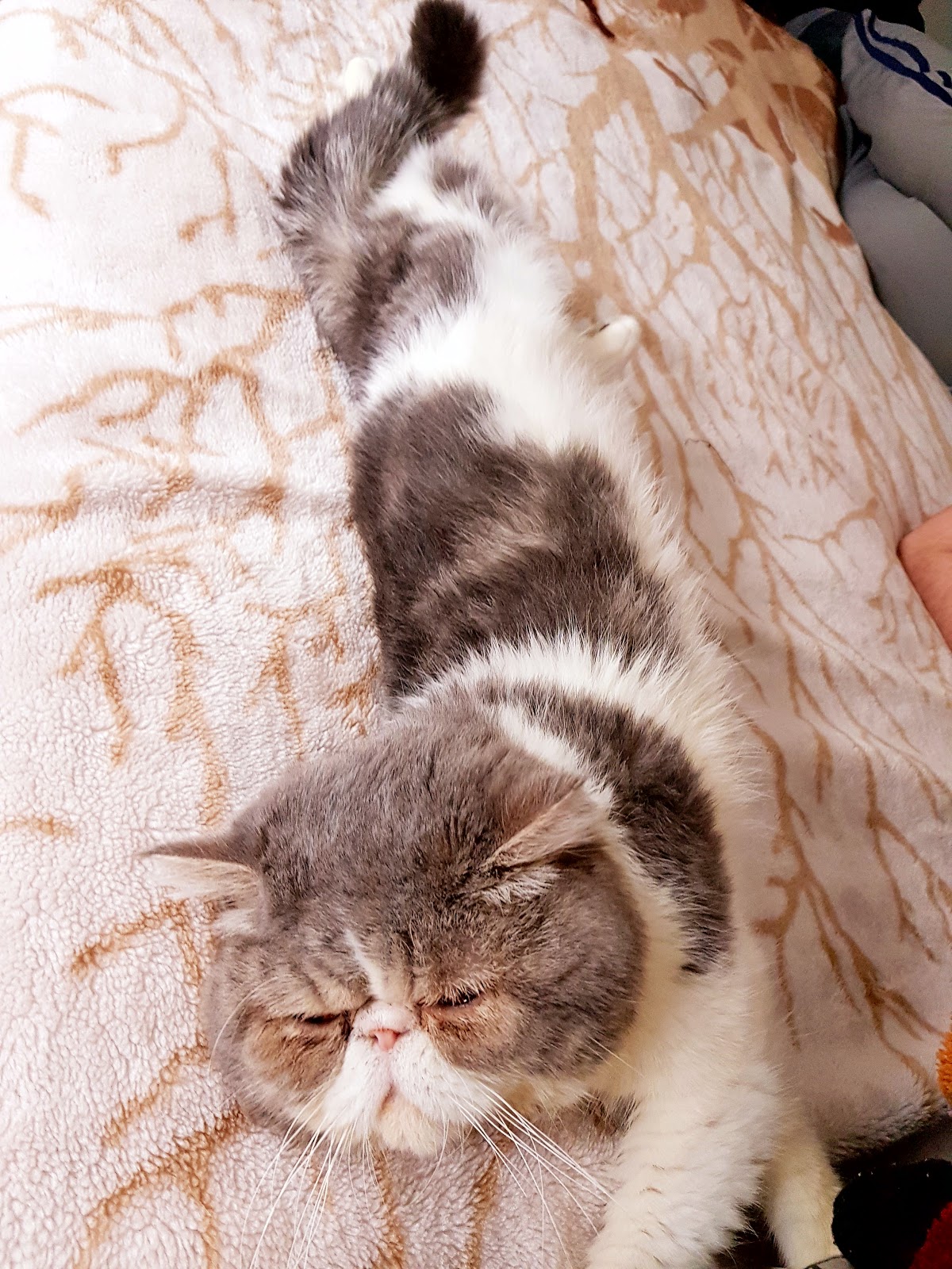 Luxen: un persa exótico : gatos persa