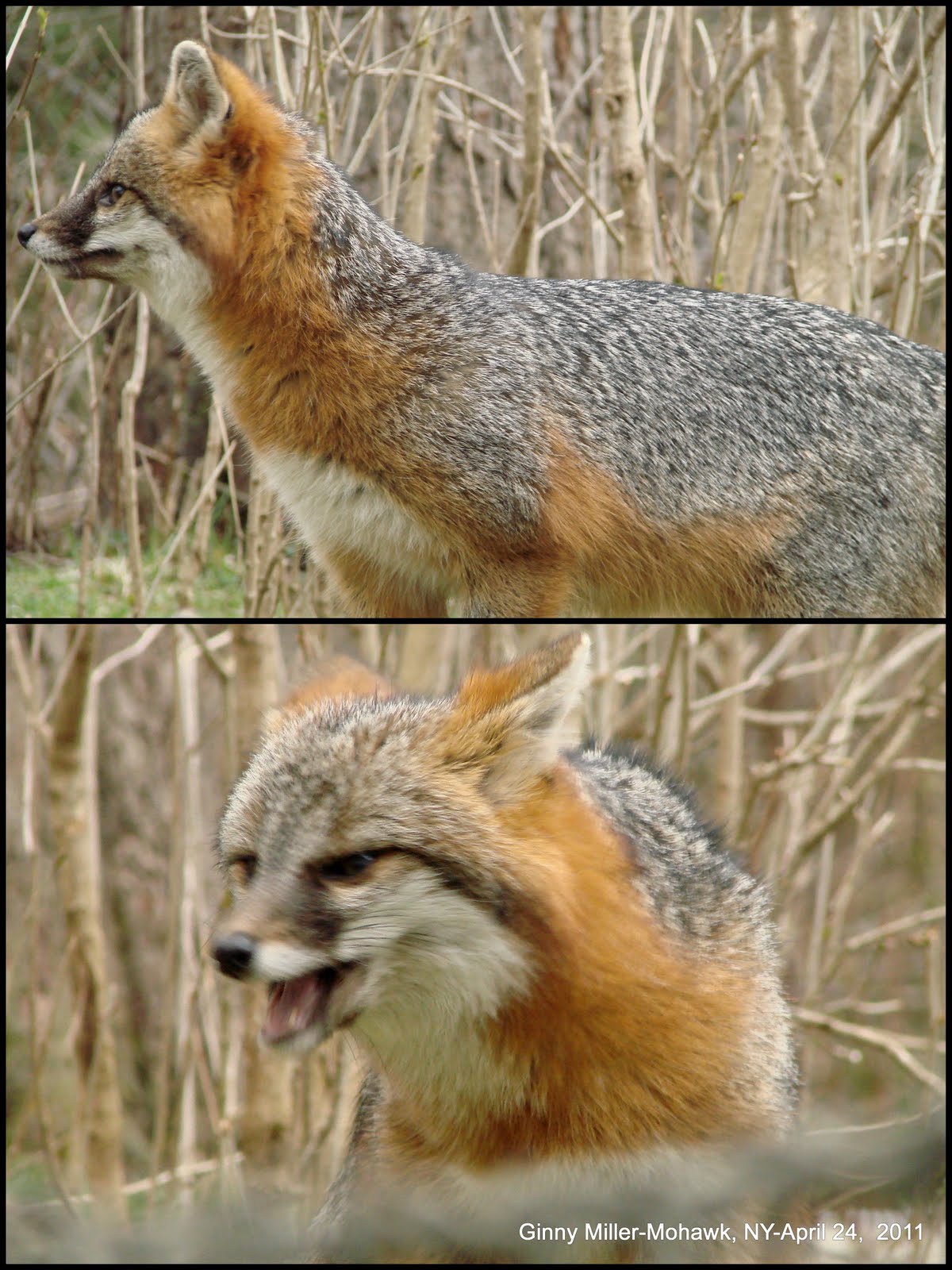 Photography By Ginny: Female Gray Fox-April 24, 2011