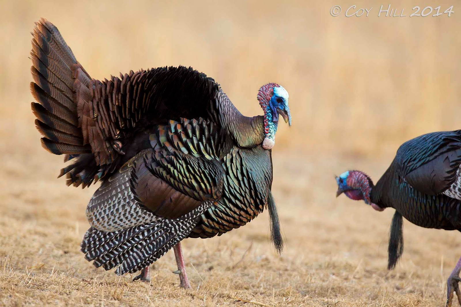 Country Captures: Strutting Their Stuff