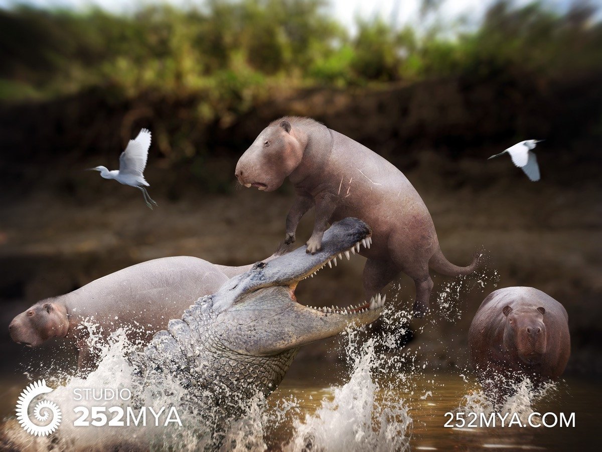 El Pensieve de Dinorider: Phoberomys, chinchilloide gigante en Madre de ...