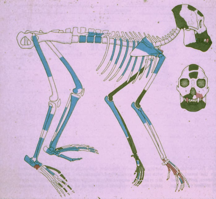 The Mermaid's Tale: The Ape In the Trees