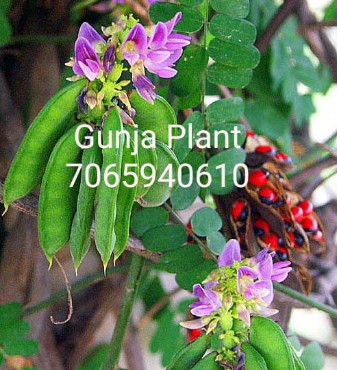 Rosary Pea Safed Gunja is Costliest Seed 7065940610
