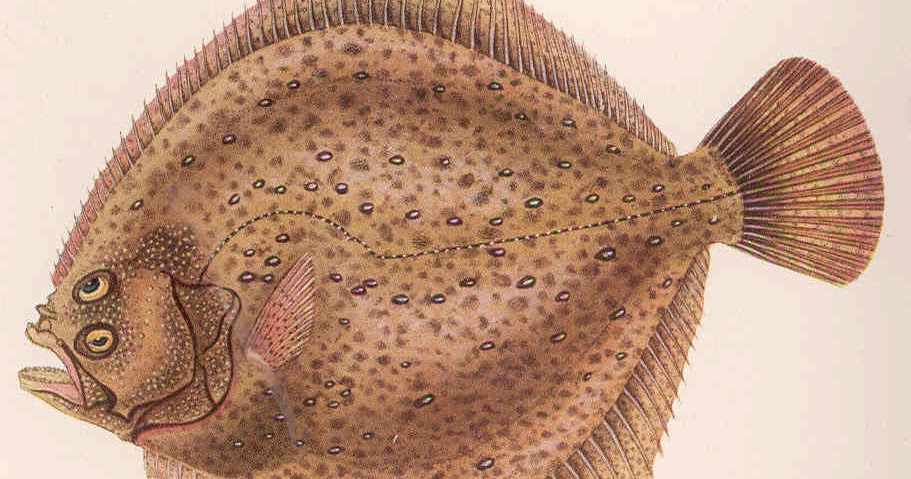 Salafisa's recipes: Turbot fillet a la Cardinal