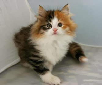 Kucing Hutan Norwegia | Jual Peralatan , Perlengkapan , dan Aksesoris ...