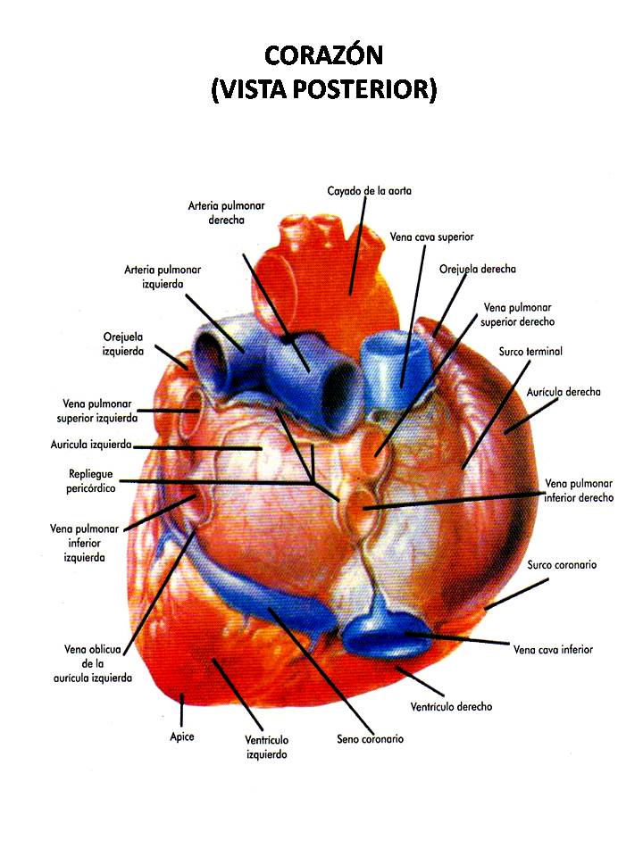 Anatomia Del Corazon