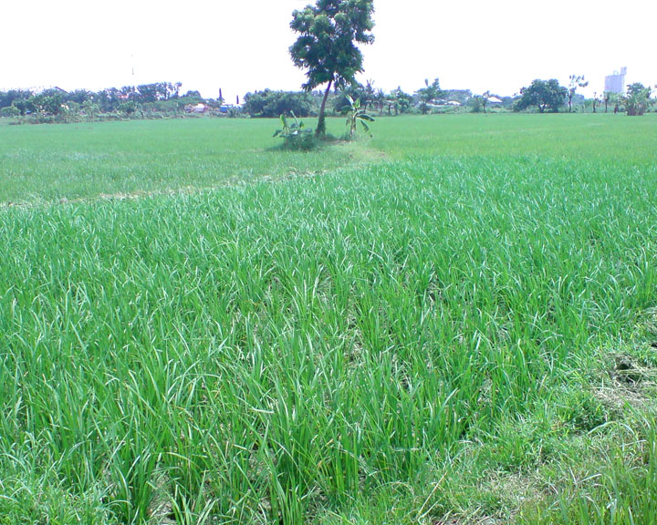 PADI SEBATANG ~ ILMU PETANI