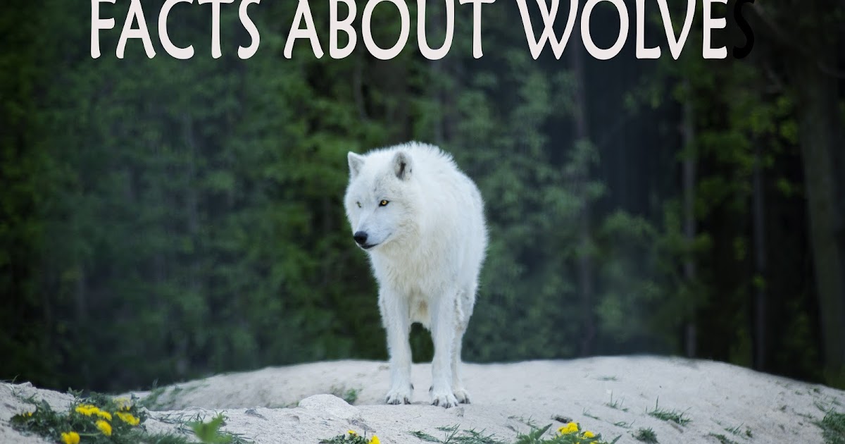 30 Interesting Facts About Wolves - Interesting facts to talk about ...