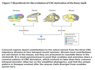 BIOLOGIA PARA A VIDA : EMBRIOLOGIA ANIMAL