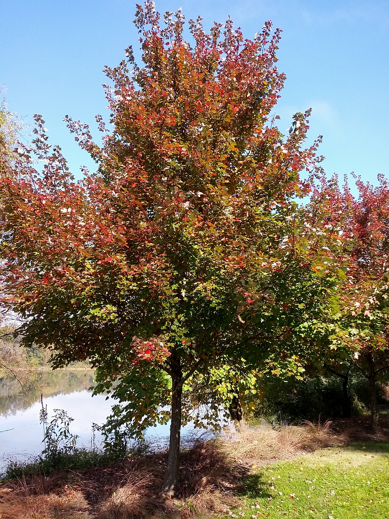 Future Plants by Randy Stewart: MAPLES - The Native Ones